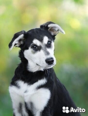 Потрясающие, игривые, милые щеночки ищат хозяина и