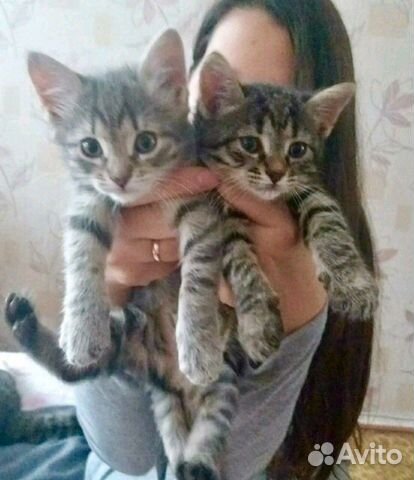 Котята Тигровый Табби Дым в дар в добрые руки