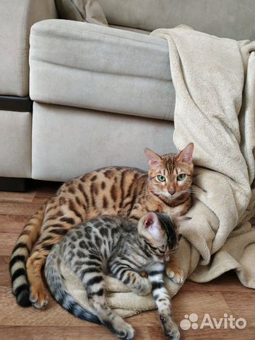 Бенгальские котята