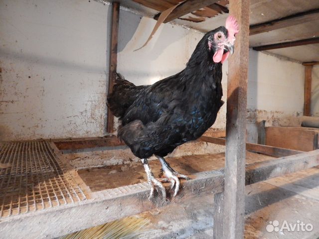 Курицы черные