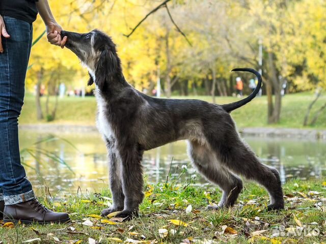 Щенки афганской борзой