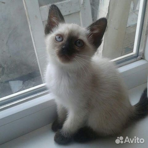 Тайские (старосиамские) котята