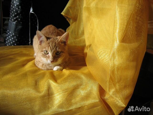 Котенок три месяца