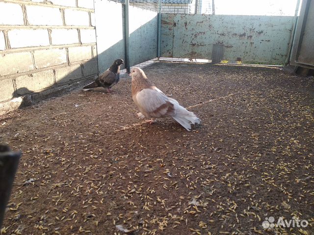 Николаевские и Кировоградские голуби