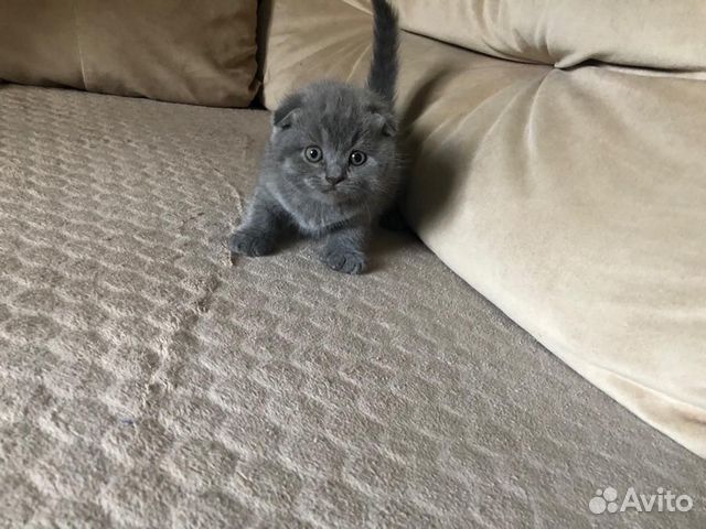 Британские котята