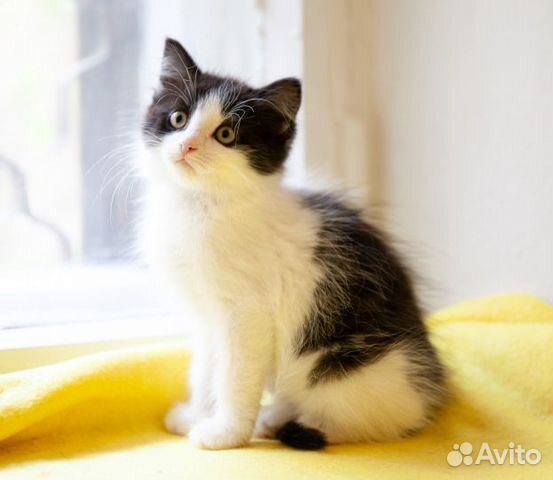 Замурчательная Сонечка ищет дом