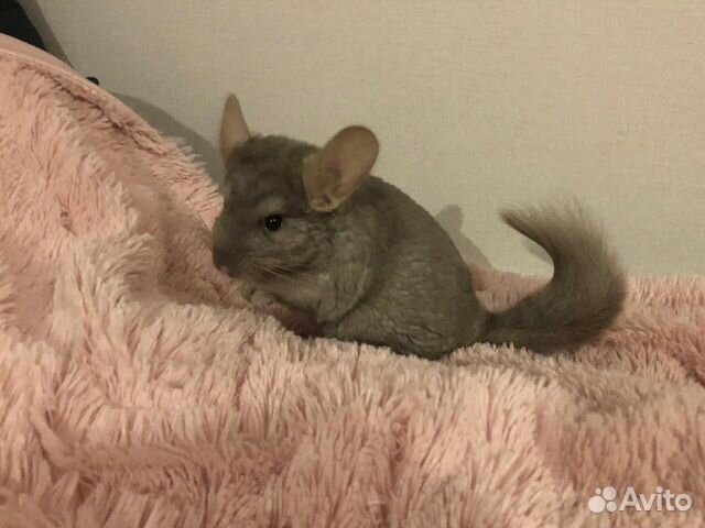 Шиншилла мальчик
