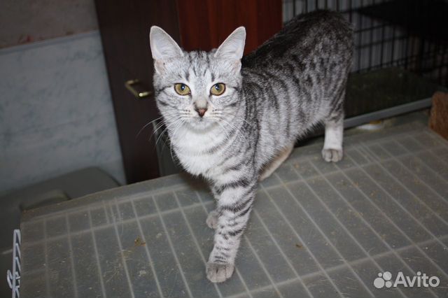 Серебряный подросток девочка 4 мес