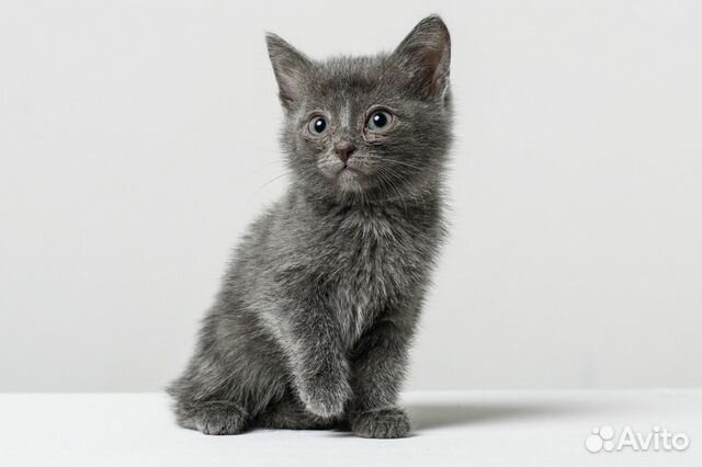 Мальчик Котенок