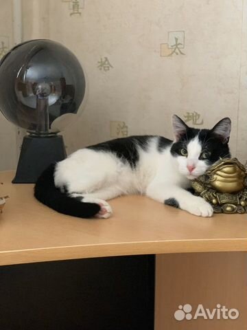 Котик-инвалид ищет дом