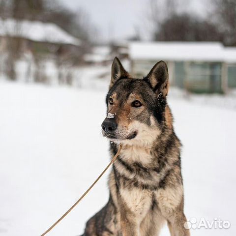 Продаю волкодава