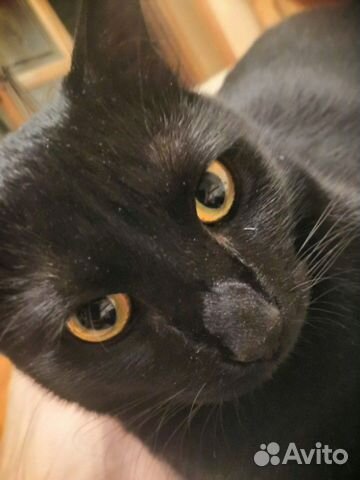 1,5 года чёрный кот