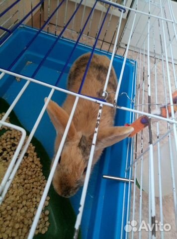 Отдам крольчиху с клеткой