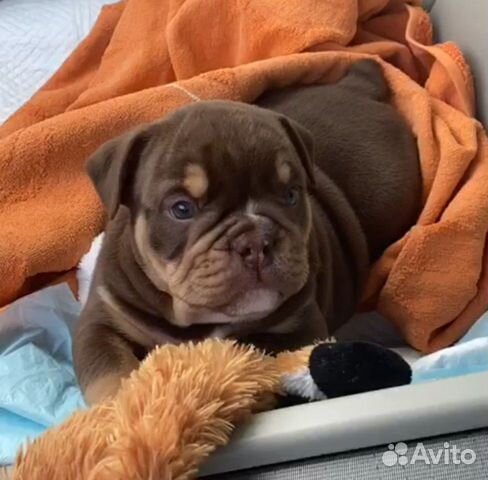 Боссик) шоколадный заяц