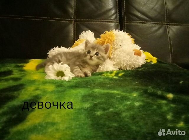 Отдам в любящие руки мурчащих, целовальных,игривых