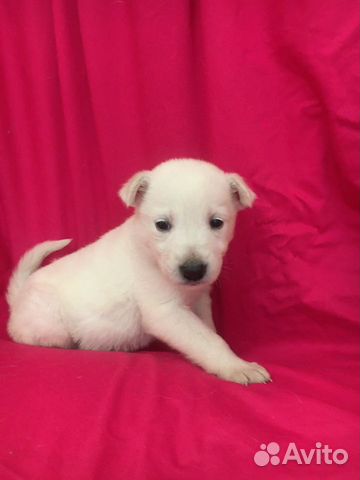 Щенок в добрые ручки