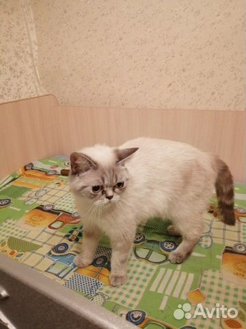 Продам котов