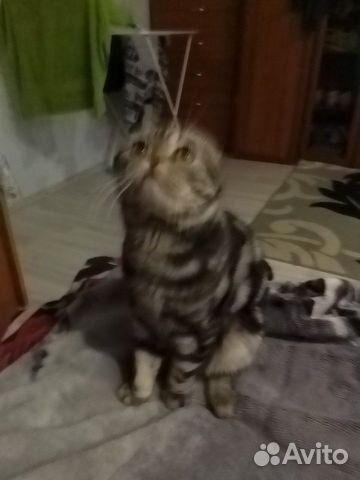 Вязка. Мальчик вислоухий ждёт девочку