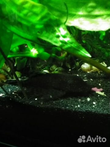 Аквариумные рыбки