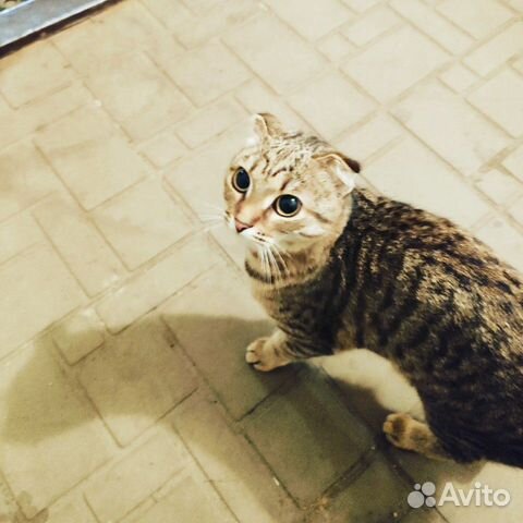 Вислоухая кошечка (ласковая)