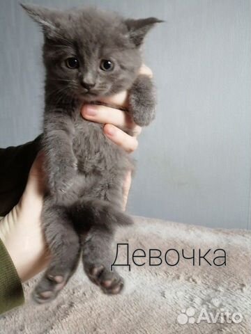 Котята