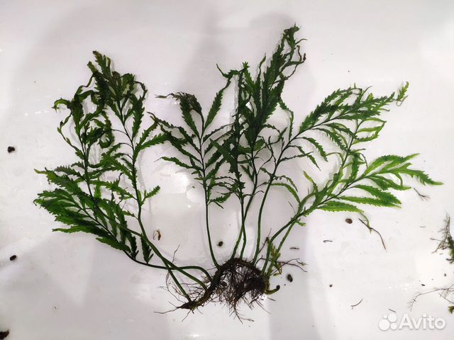 Болбитис геделоти - папоротник медленнорастущий