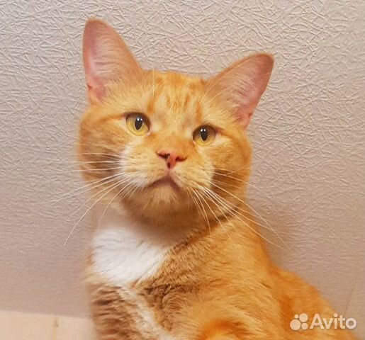 Рыжий солнечный котик Фишер