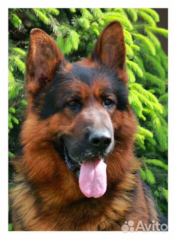 Продажа щенков немецкой овчарки