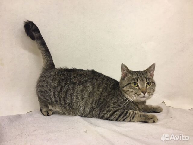 Крупная кошечка-полосатик