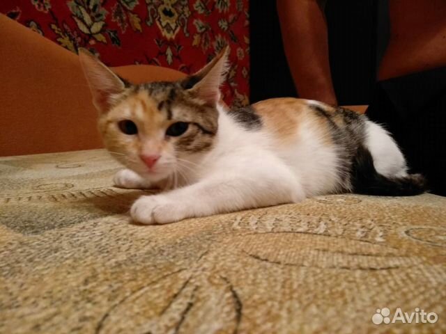Котенок 5 месяцев