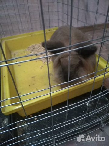 Отдам в хорошие руки декоративного кролика,персико