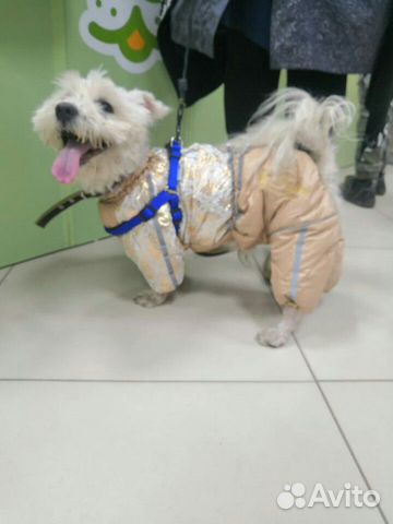 Отдам мальтийскую болонку