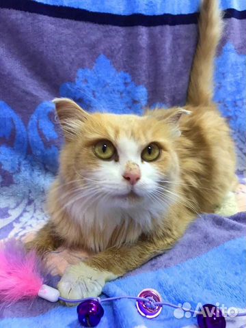 Злата в добрые руки