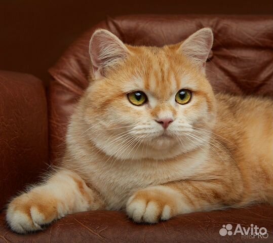 Британский кот