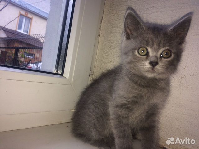 Самостоятельная британская кошечка 1.5 месяца
