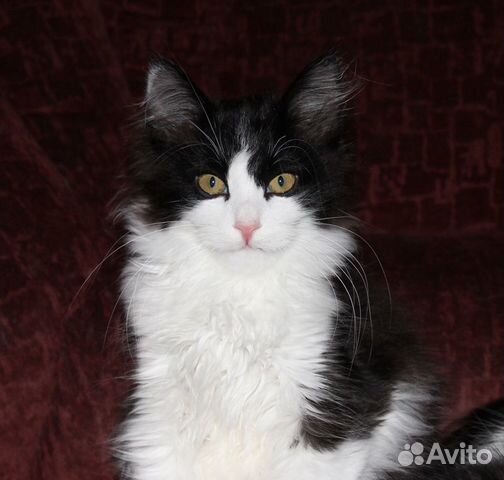Курильский бобтейл, кошечка Zorro