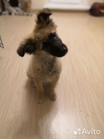 В самые добрые руки солнечный щен