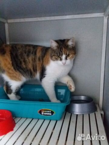 Волшебная фея осени. Юная кошечка в дар