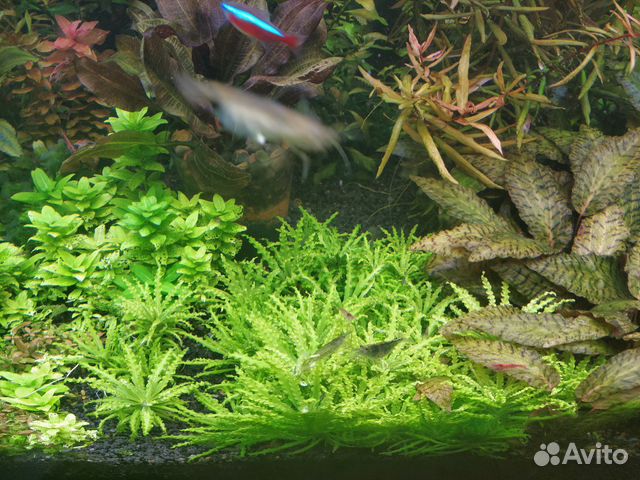 Погостемон хелфери и криптокарина нури продам