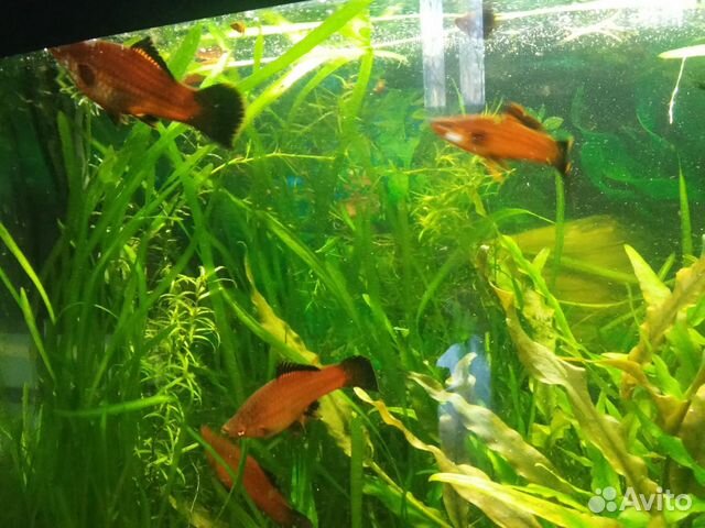 Меченосцы взрослые