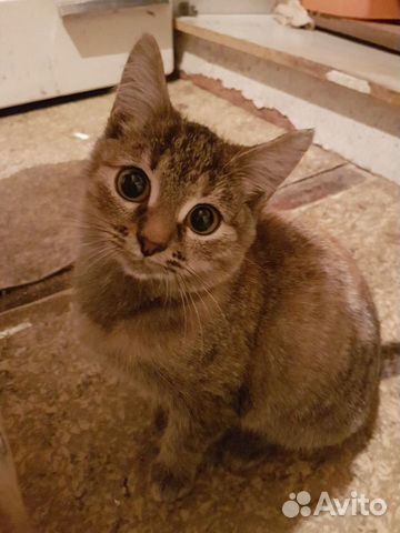 Красотка ищет дом