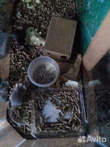 Лиловый мышь