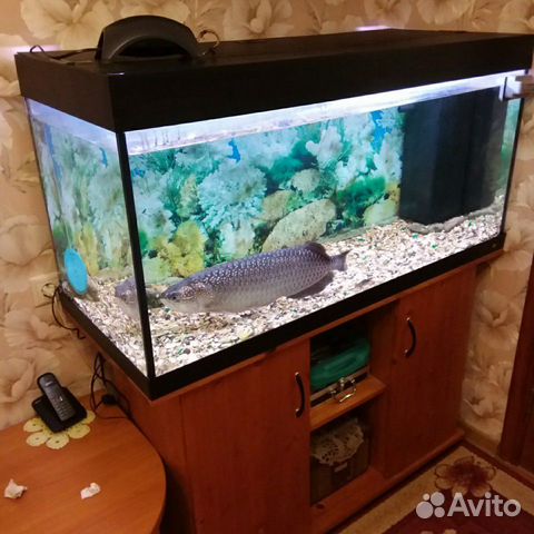 Аквариум