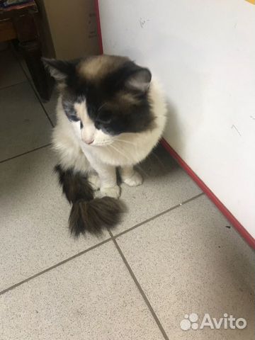 Кот ищет дом