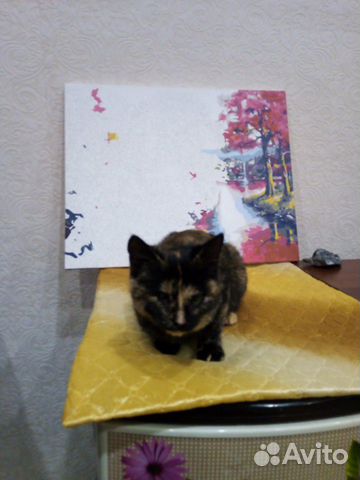 Кошка смесь британец с сибирским