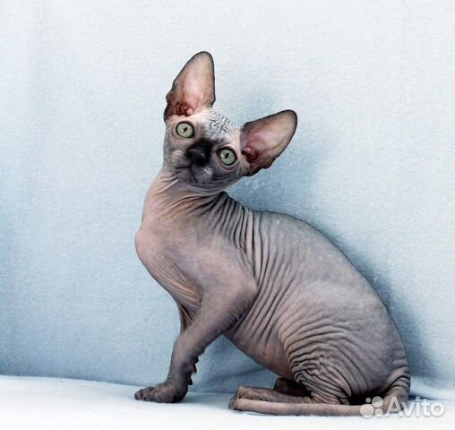 Черный принц