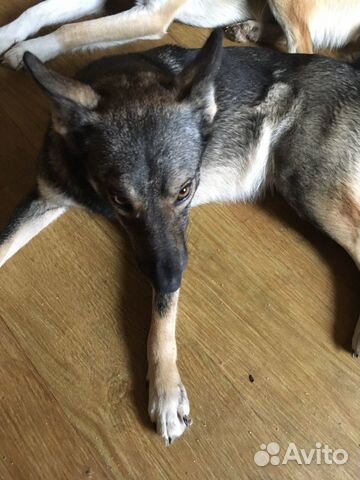 Молодая собака (подросток) в добрые руки