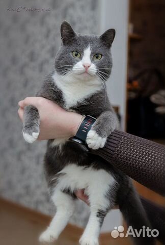 Плюшевый котик Стёпа ищет семью