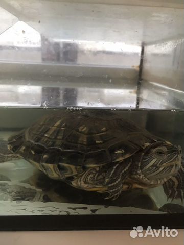 Отдам в хорошие руки черепаху