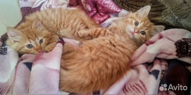 Отдаем пушистых котят в хорошие руки